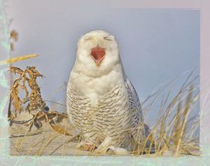 Singing Life into Being - Janet Rudolph